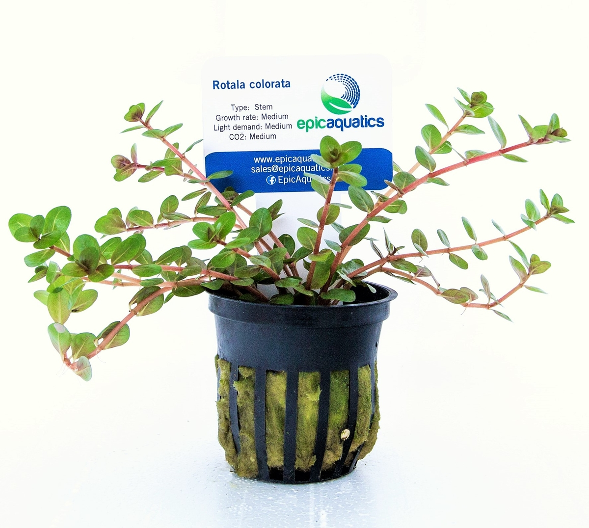 Rotala colorata | Aqua Empire