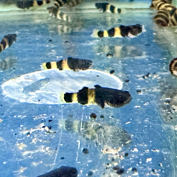 Bumble Bee Goby | Aqua Empire