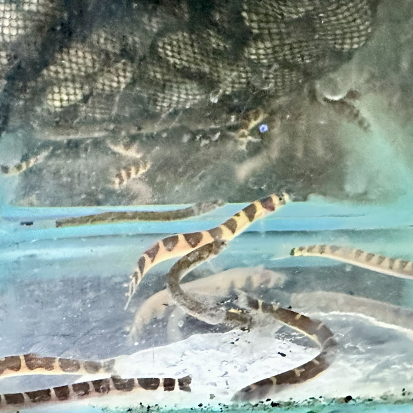 Kuhli loach | Aqua Empire