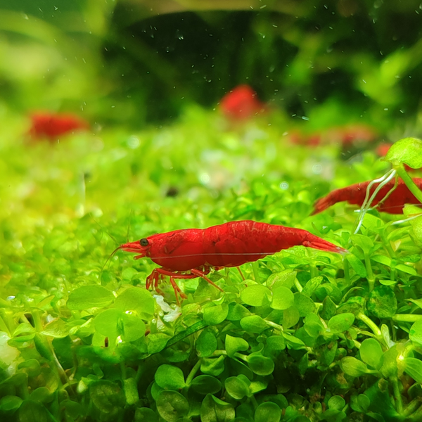 Fire Red Shrimp Neocaridina | Aqua Empire