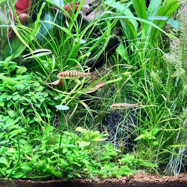 African Banded Barb | Aqua Empire
