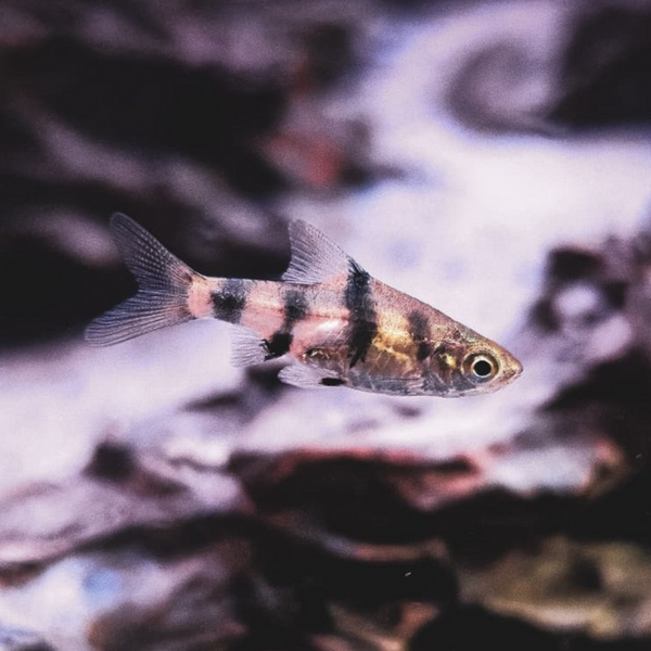 Golden Dwarf Barbs | Aqua Empire